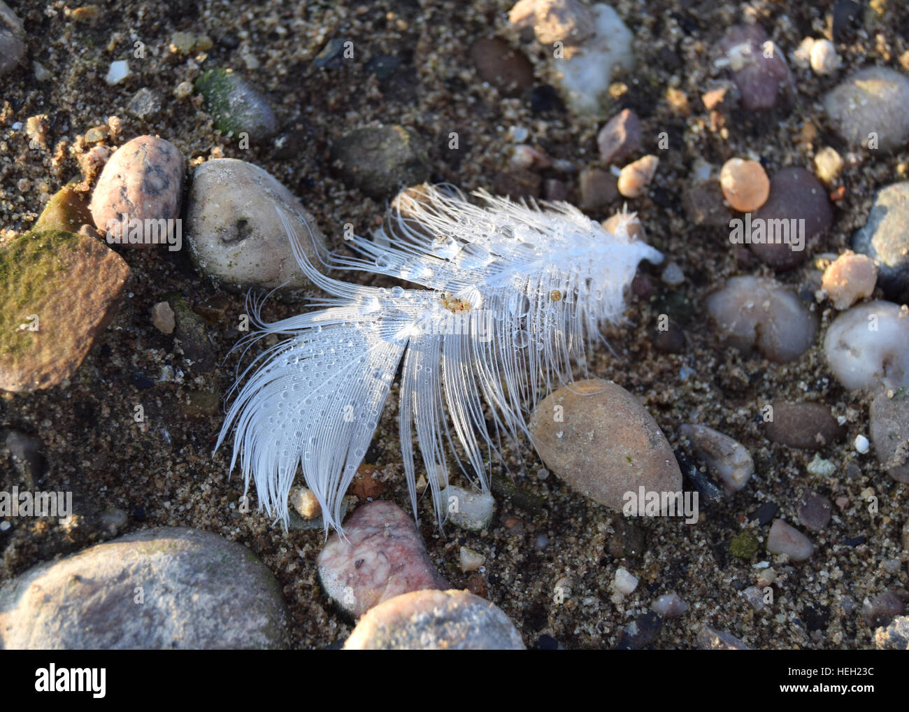 Water drop feather hi-res stock photography and images - Alamy
