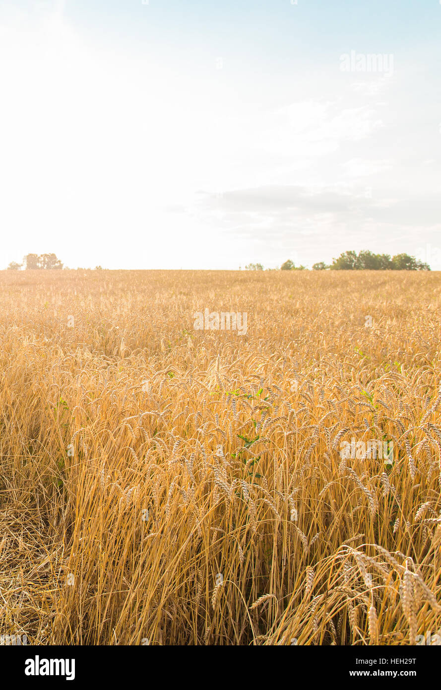Trampled path wheat hi-res stock photography and images - Alamy
