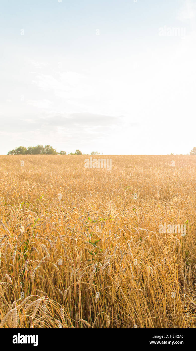 Wheat golden field Stock Photo - Alamy