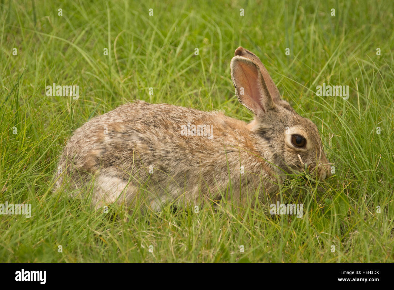 United States of America, USA, Wyoming, WY, Fort Laramie, wild rabbit ...