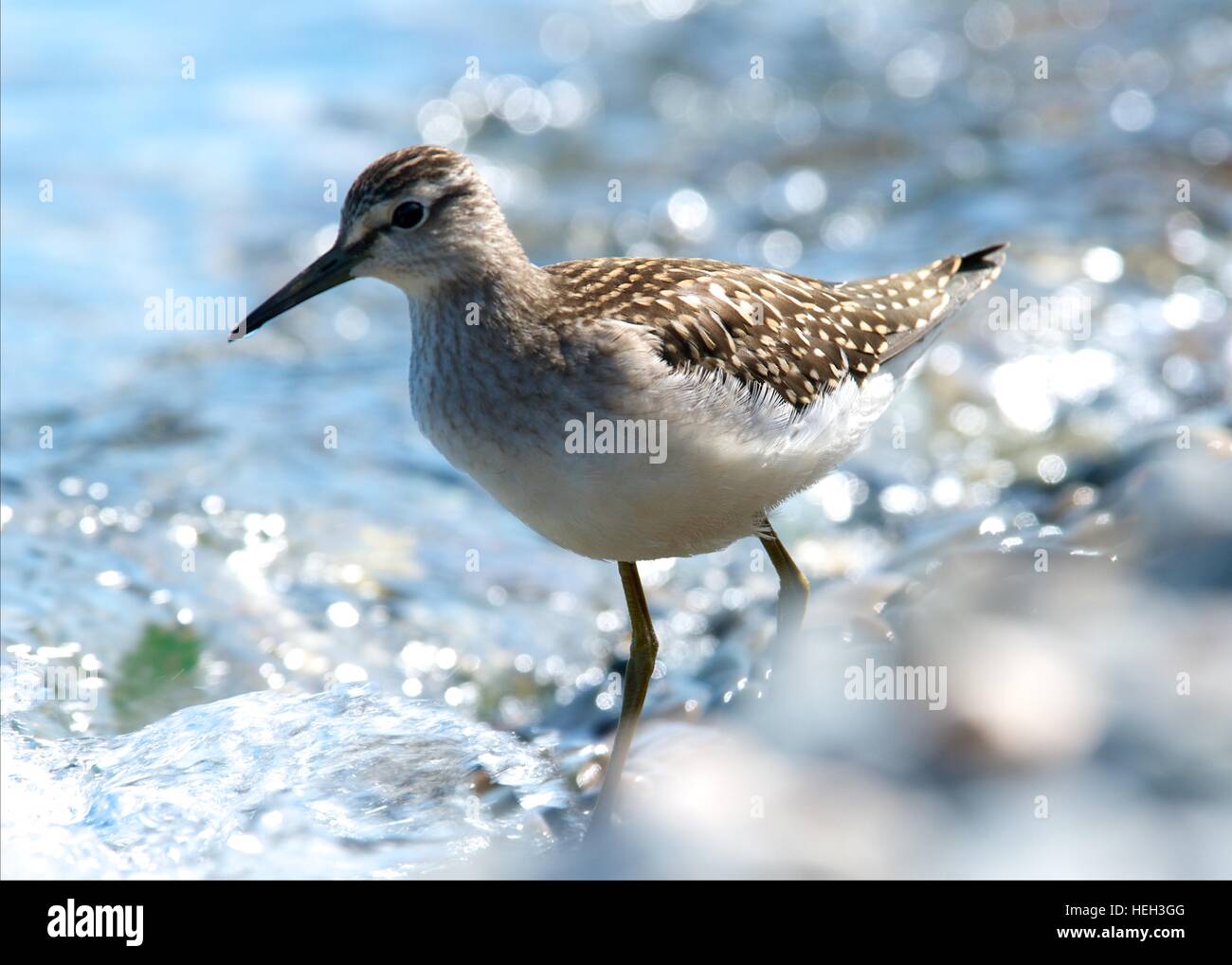 Bahrain national animal hi-res stock photography and images - Alamy