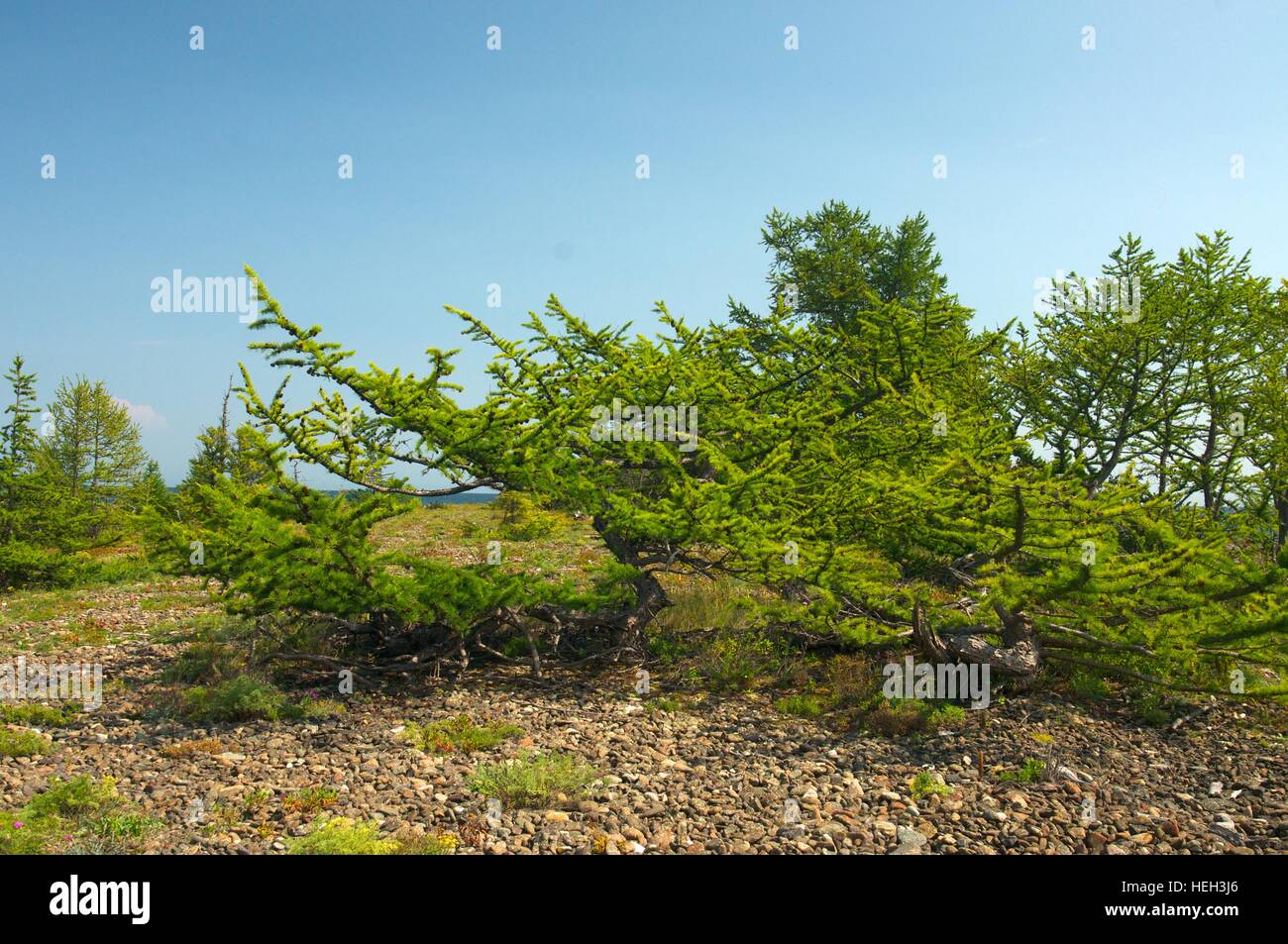 Baikal landscape with green spring forest, Russia. Siberia Stock Photo ...