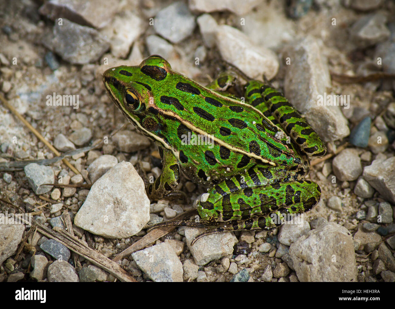Frog on rocks Stock Photo - Alamy