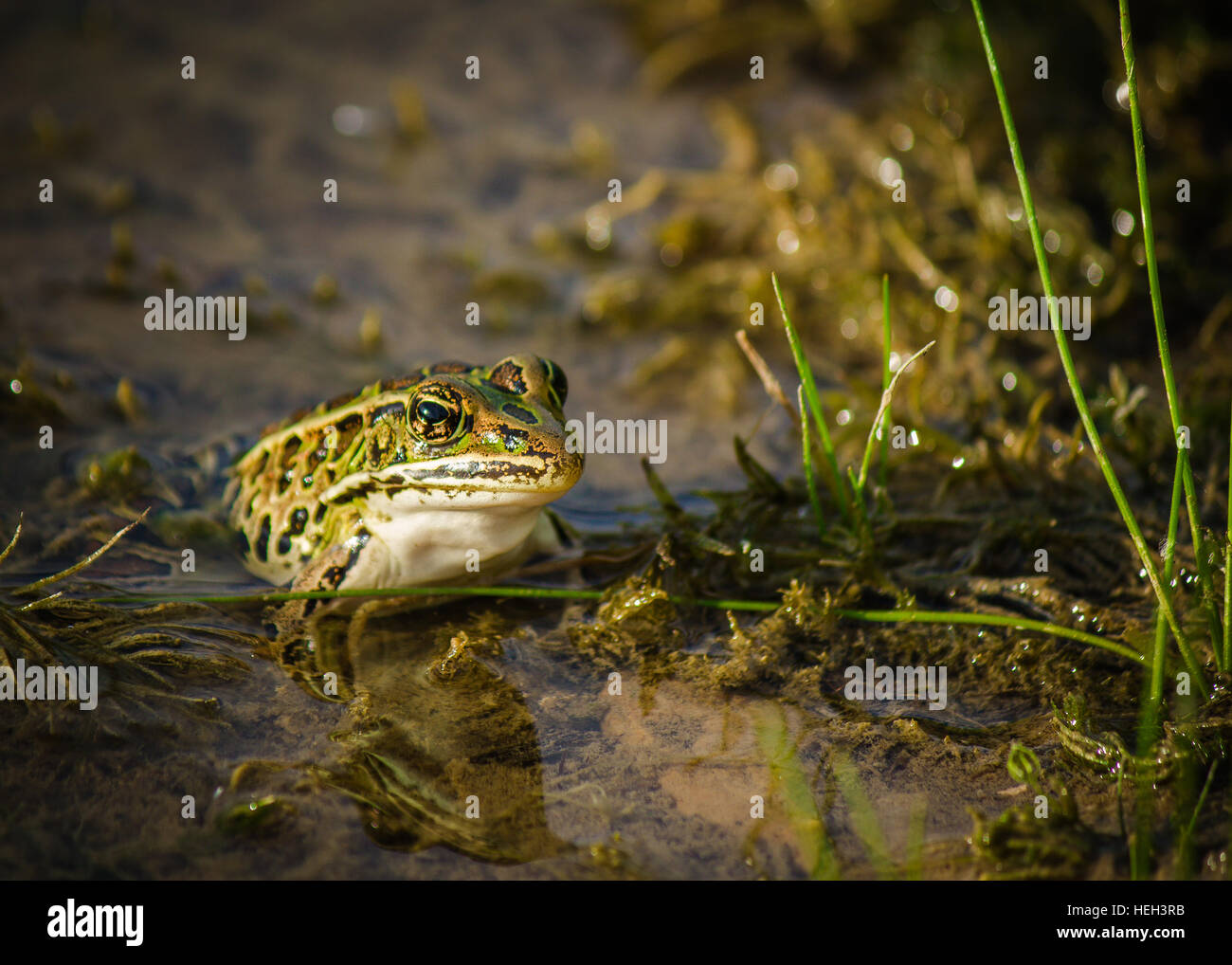 Frog in a lake Stock Photo - Alamy
