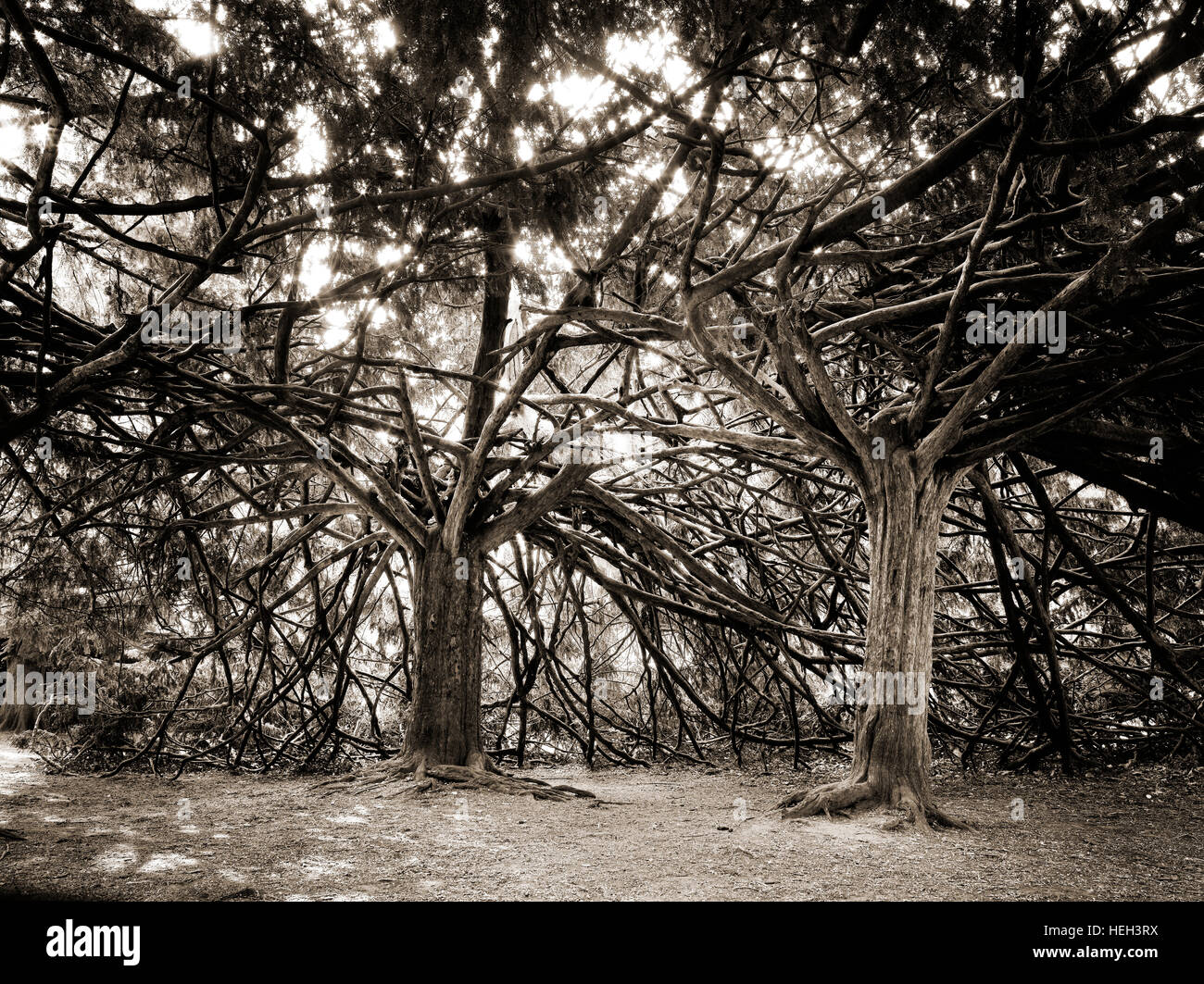 Strange trees hi-res stock photography and images - Alamy