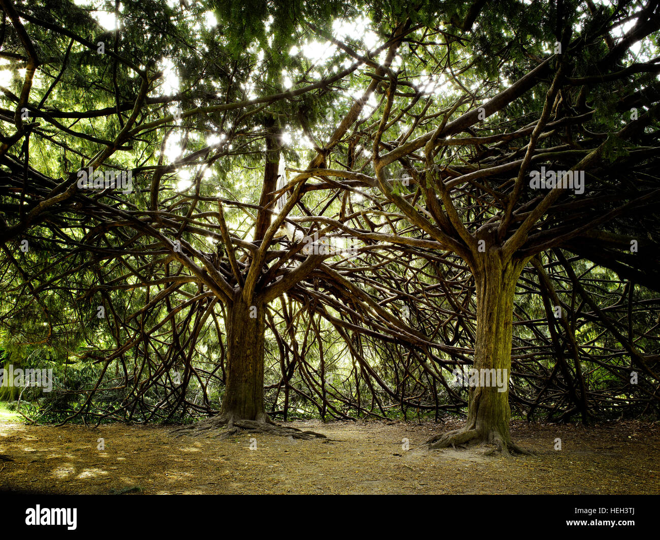 Two strange trees with interlaced branch in outdoors park Stock Photo ...