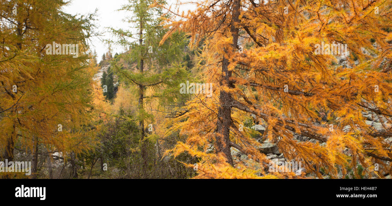 yellow larches at fall in the woods Stock Photo - Alamy