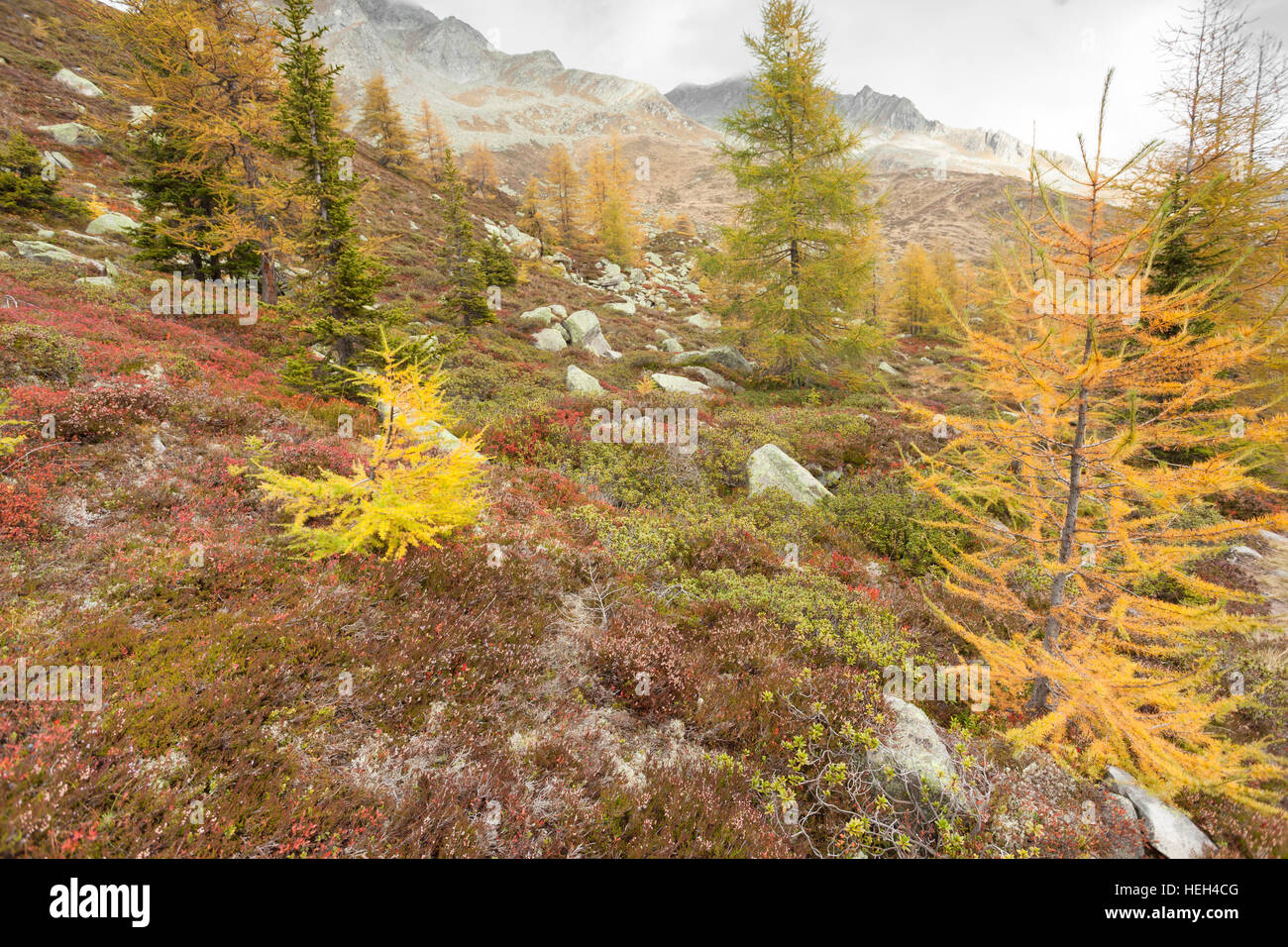 yellow larches at fall in the woods Stock Photo - Alamy