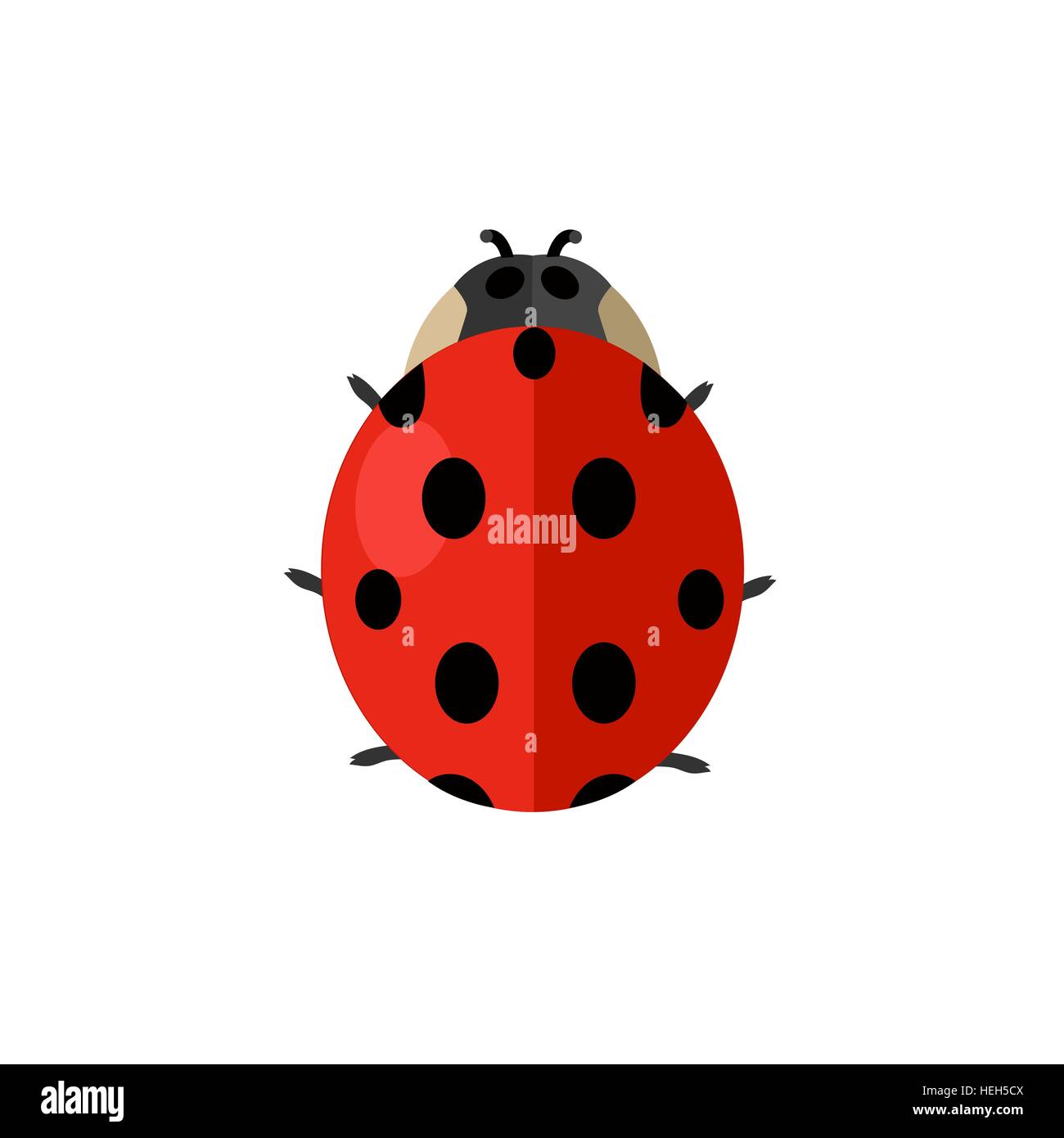 Insect ladybird isolated on white background. Ladybug small insect with ...