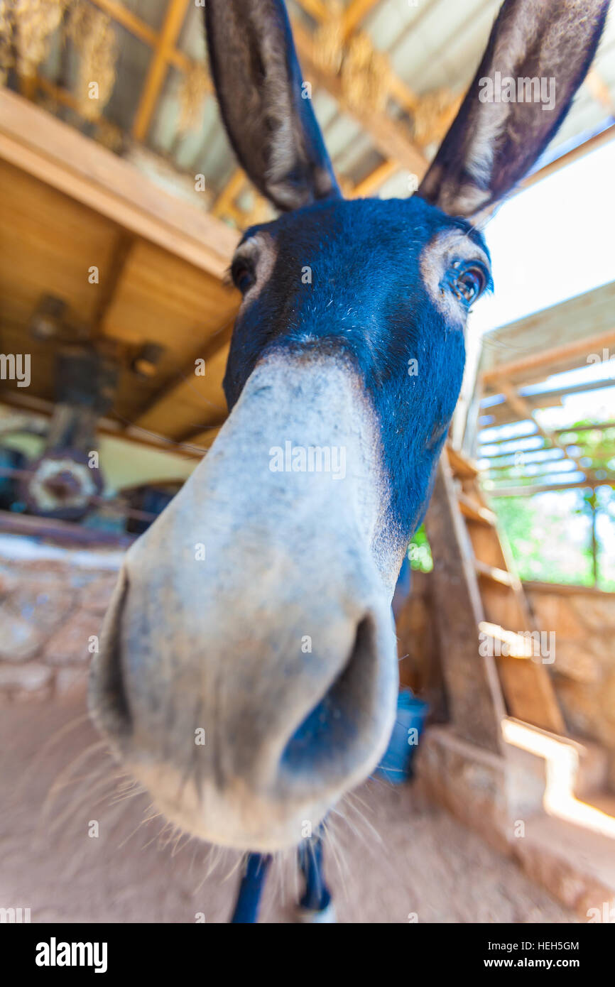 Funny Farm Donkey with Long Ears and big nose, Crete Stock Photo - Alamy