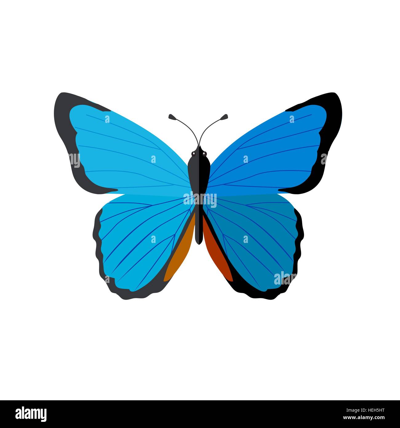 Insects Butterflies Isolated on White Background. Insects butterflies ...