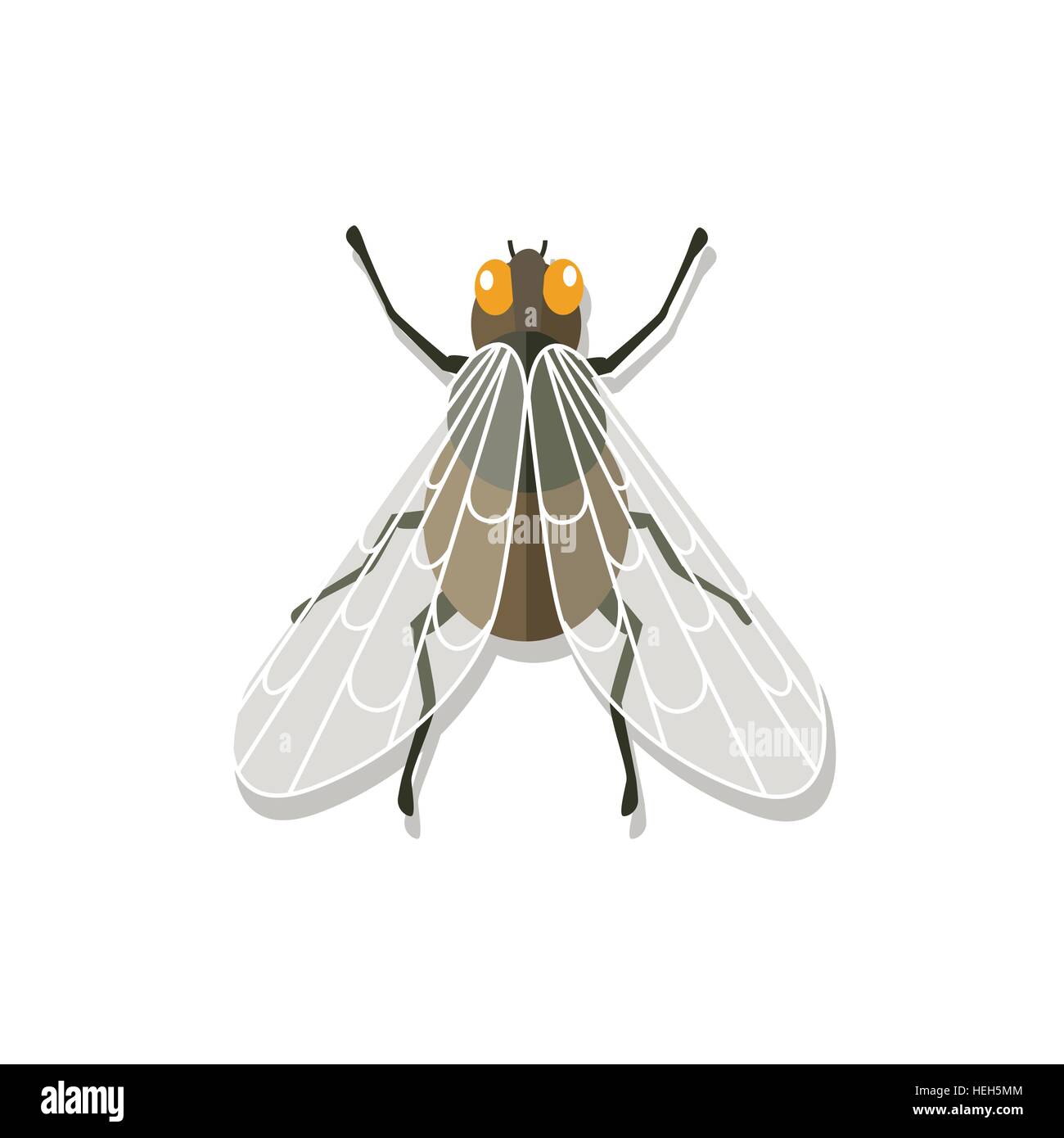 Fly close-up with transparent wings. Insect have the ability to fly ...