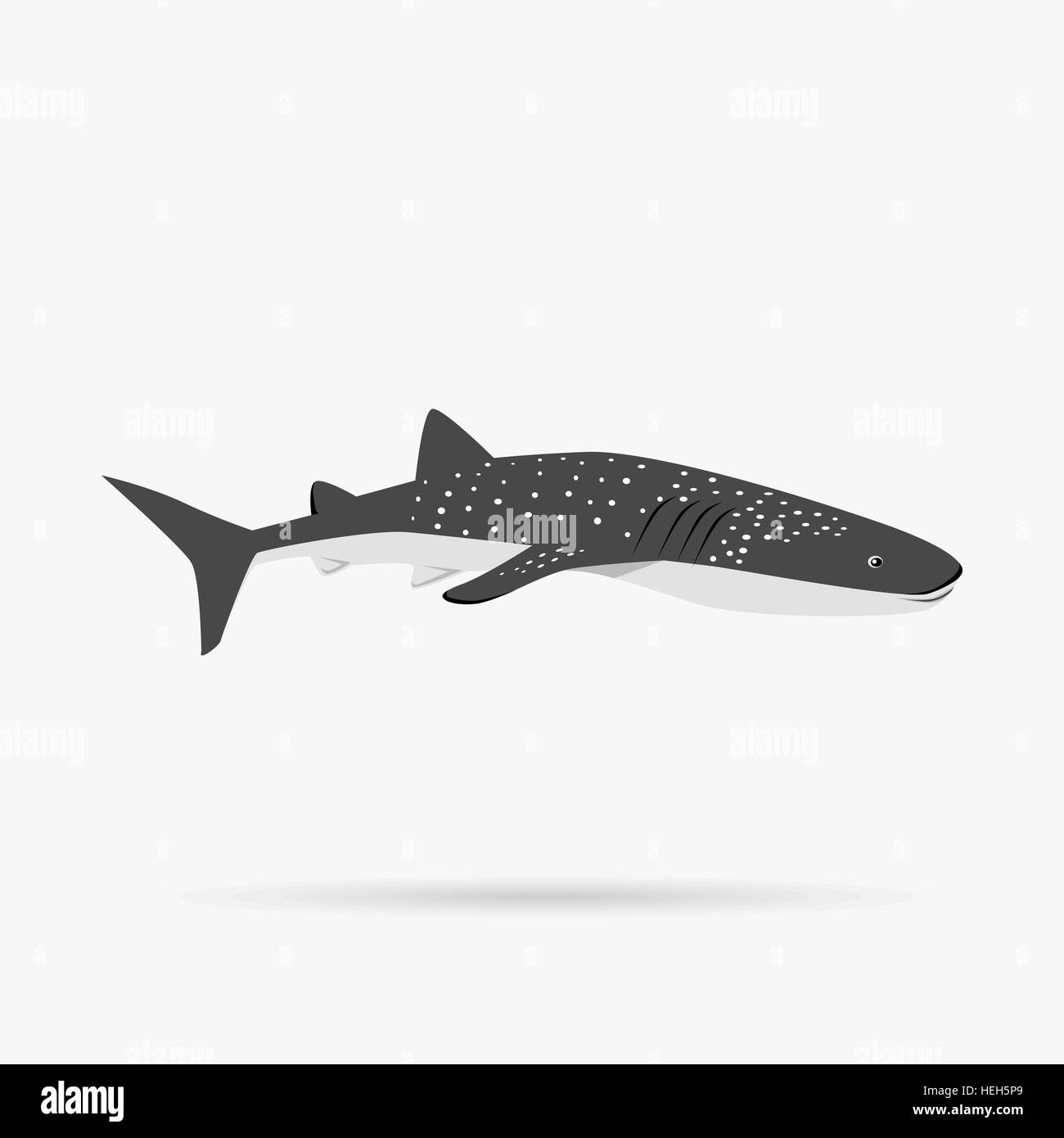 Shark fin swimming in Black and White Stock Photos & Images - Alamy