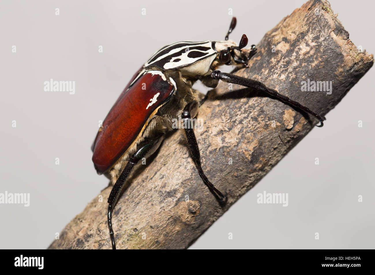 Goliath beetle hi-res stock photography and images - Alamy