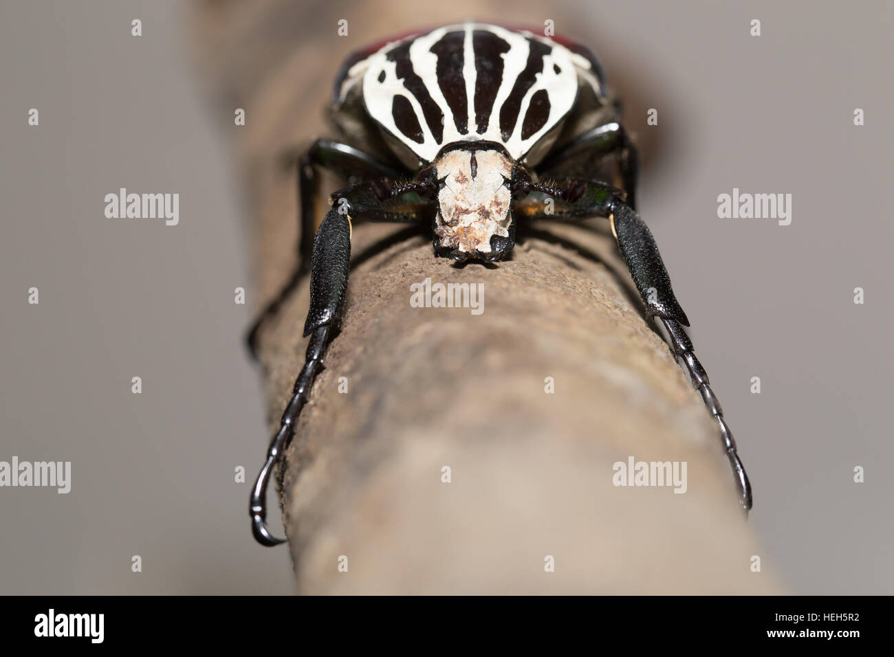 Goliath beetle hi-res stock photography and images - Alamy