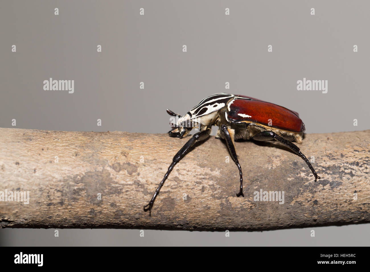 Goliath beetle hi-res stock photography and images - Alamy