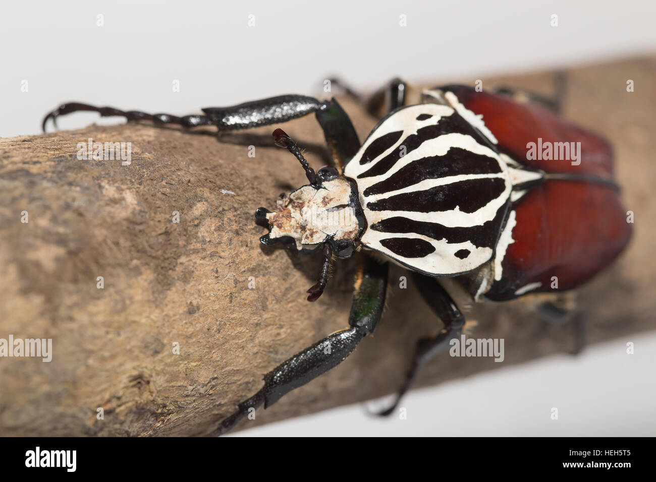 Goliath beetle hi-res stock photography and images - Alamy