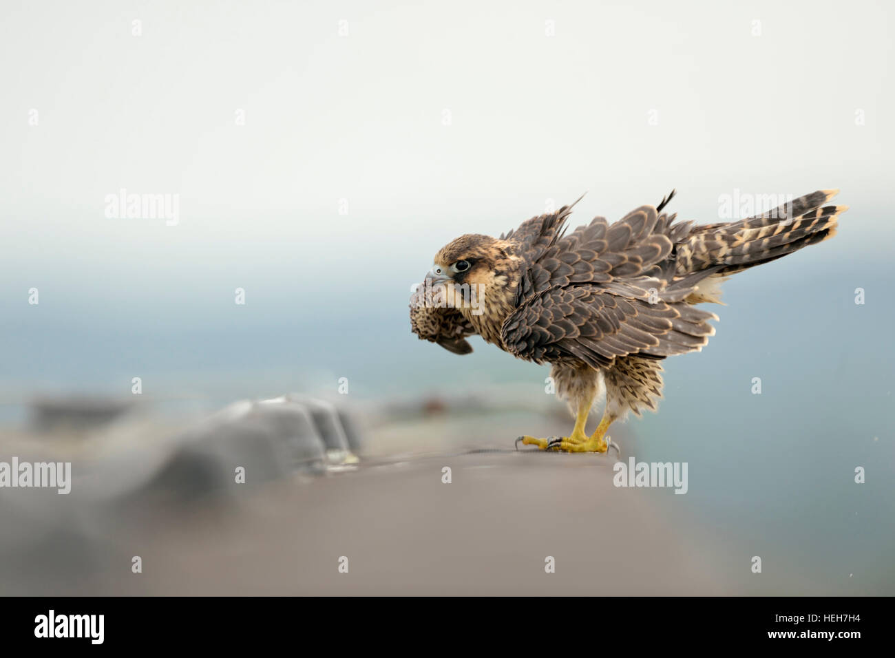 Peregrine Falcon / Duck Hawk ( Falco peregrinus ) sitting on top of a ...