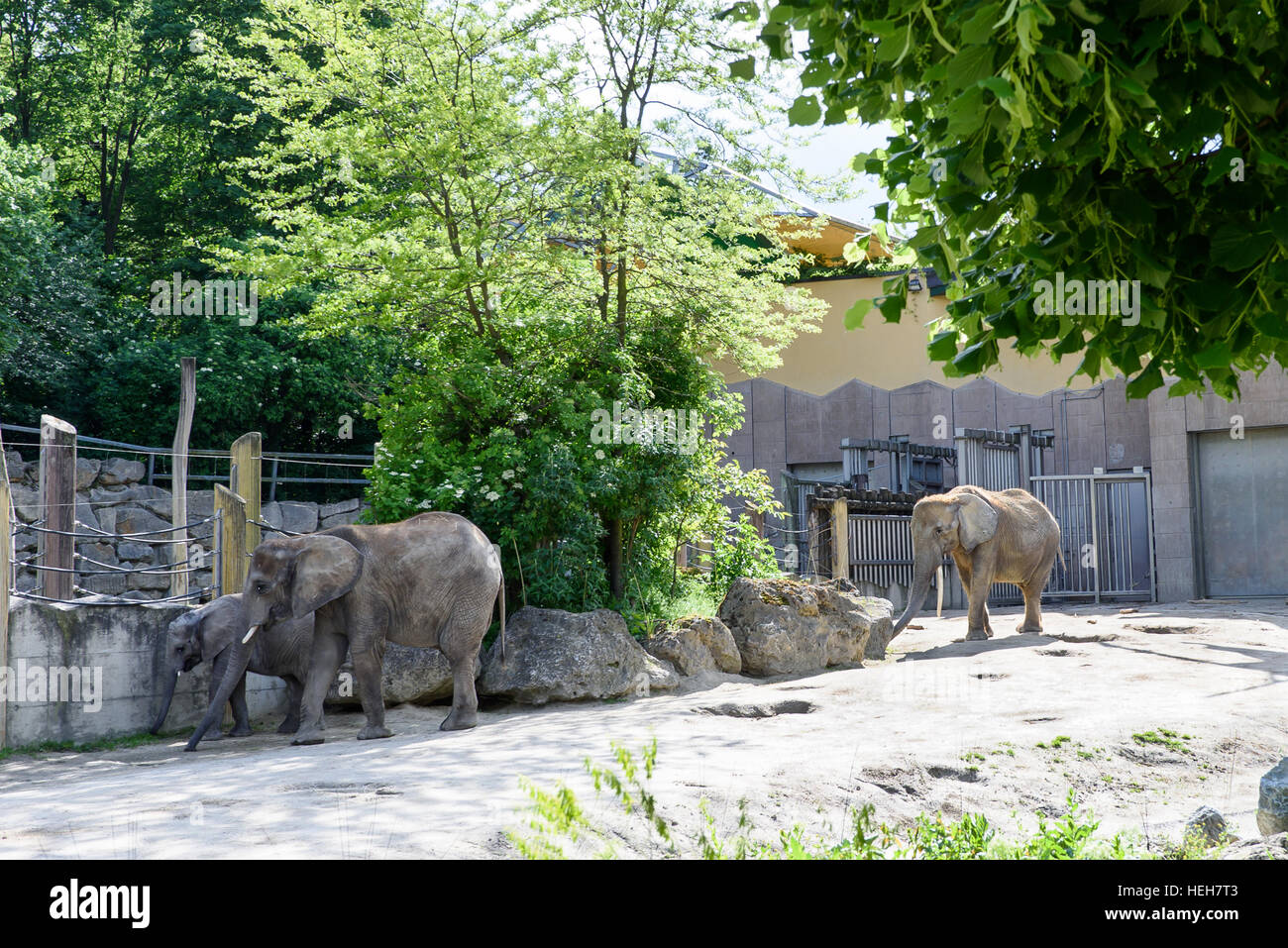 Elephants in the zoo hi-res stock photography and images - Alamy