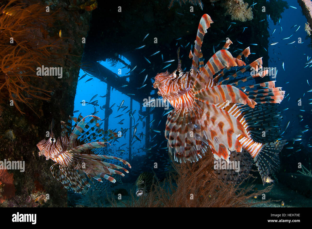 Lion Fish duet Stock Photo - Alamy