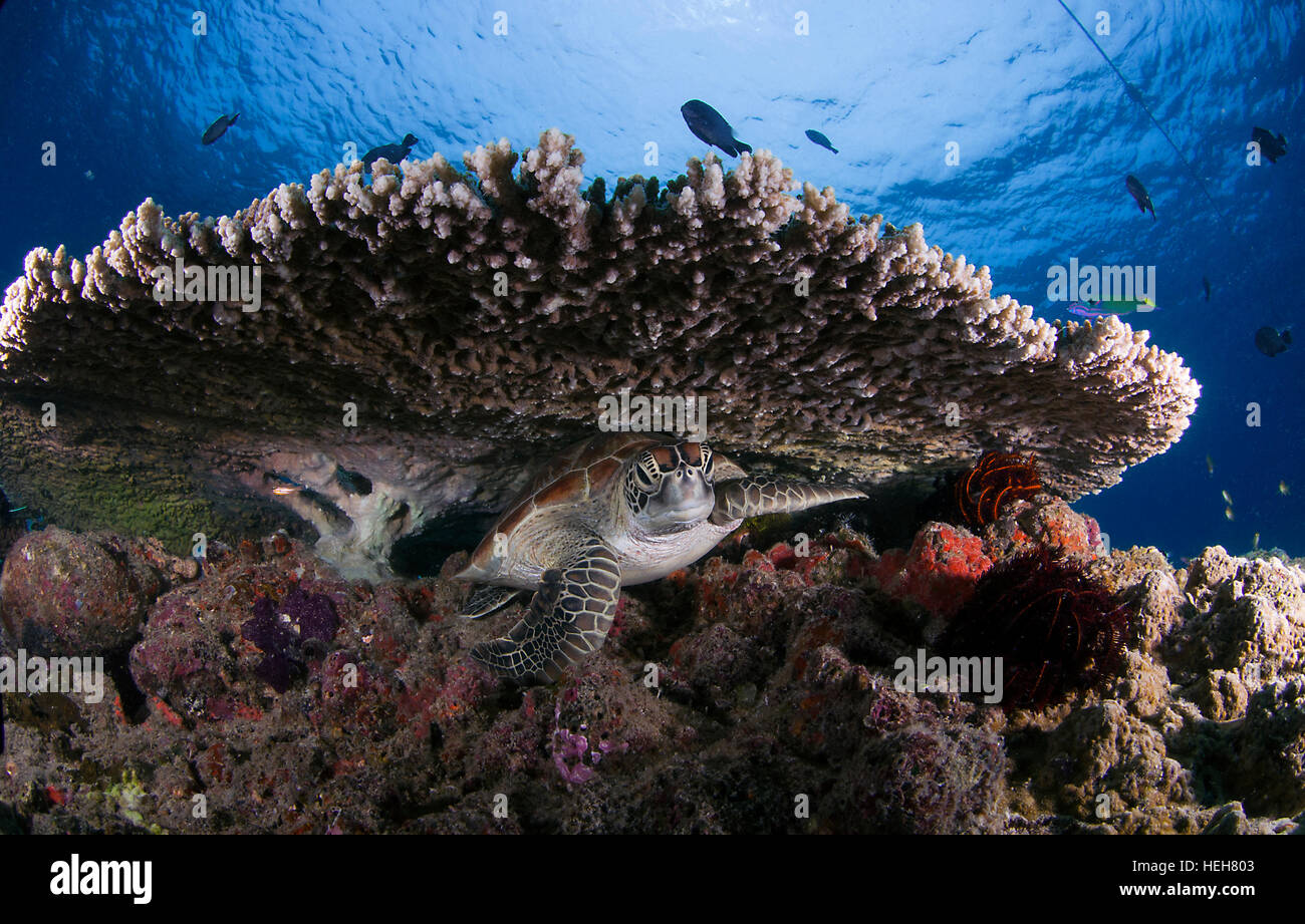 Freediving turtle hi-res stock photography and images - Alamy