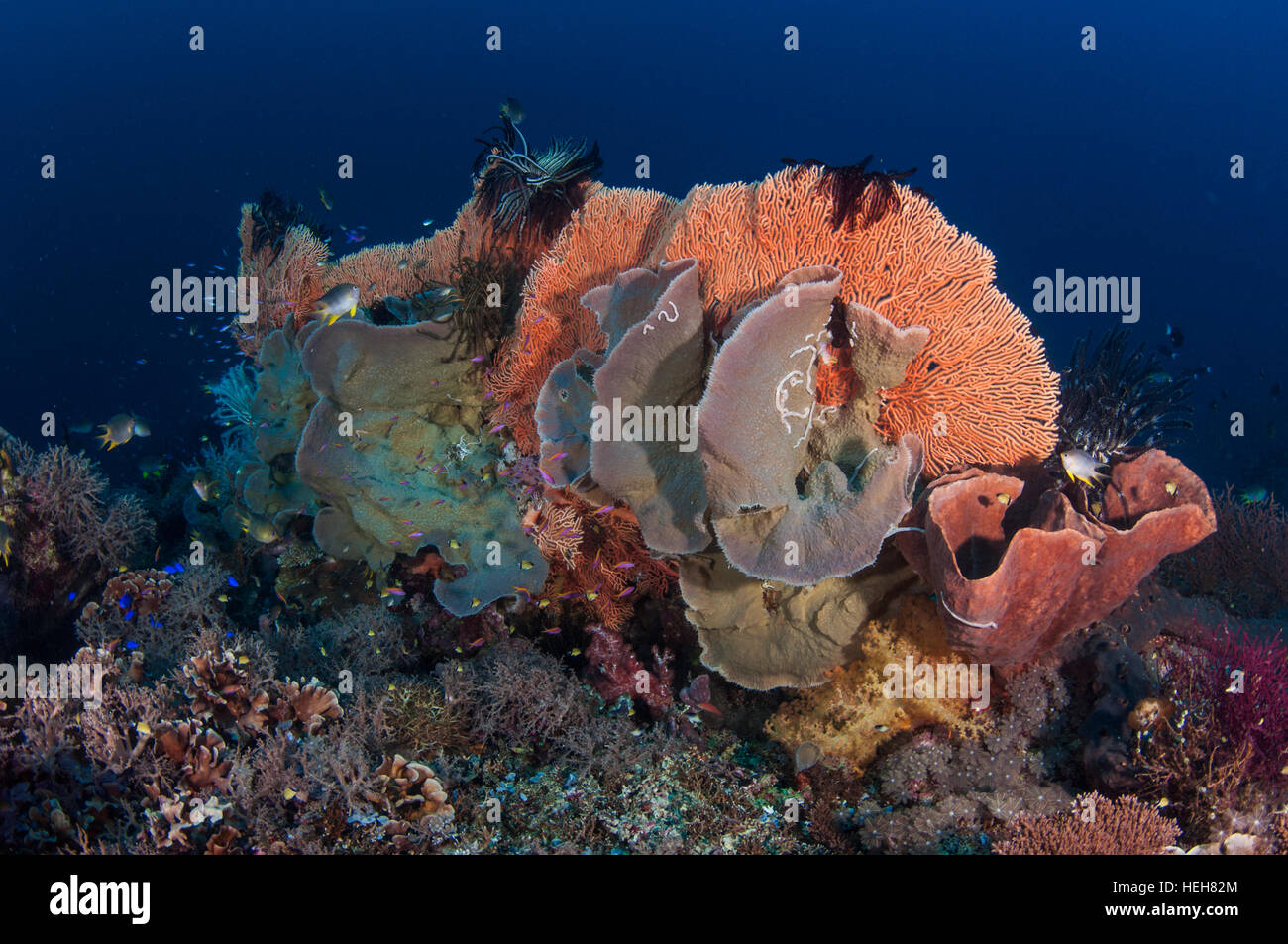 Colorful Coral Reef Stock Photo - Alamy