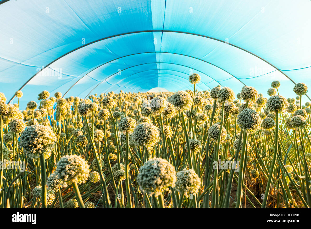 Onion seed cultivation production hi-res stock photography and images ...