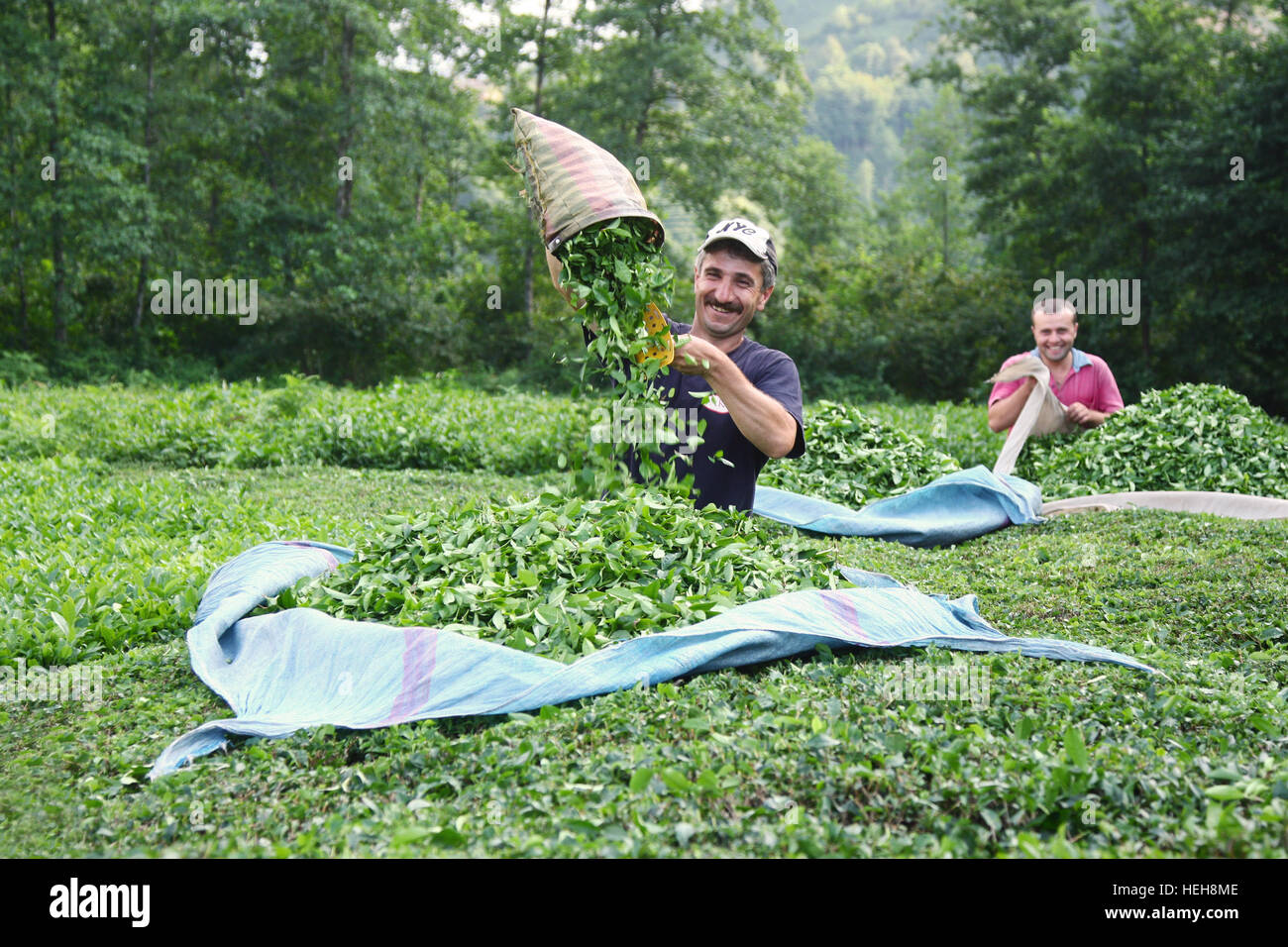 Rize Turkey Tea High Resolution Stock Photography and Images - Alamy