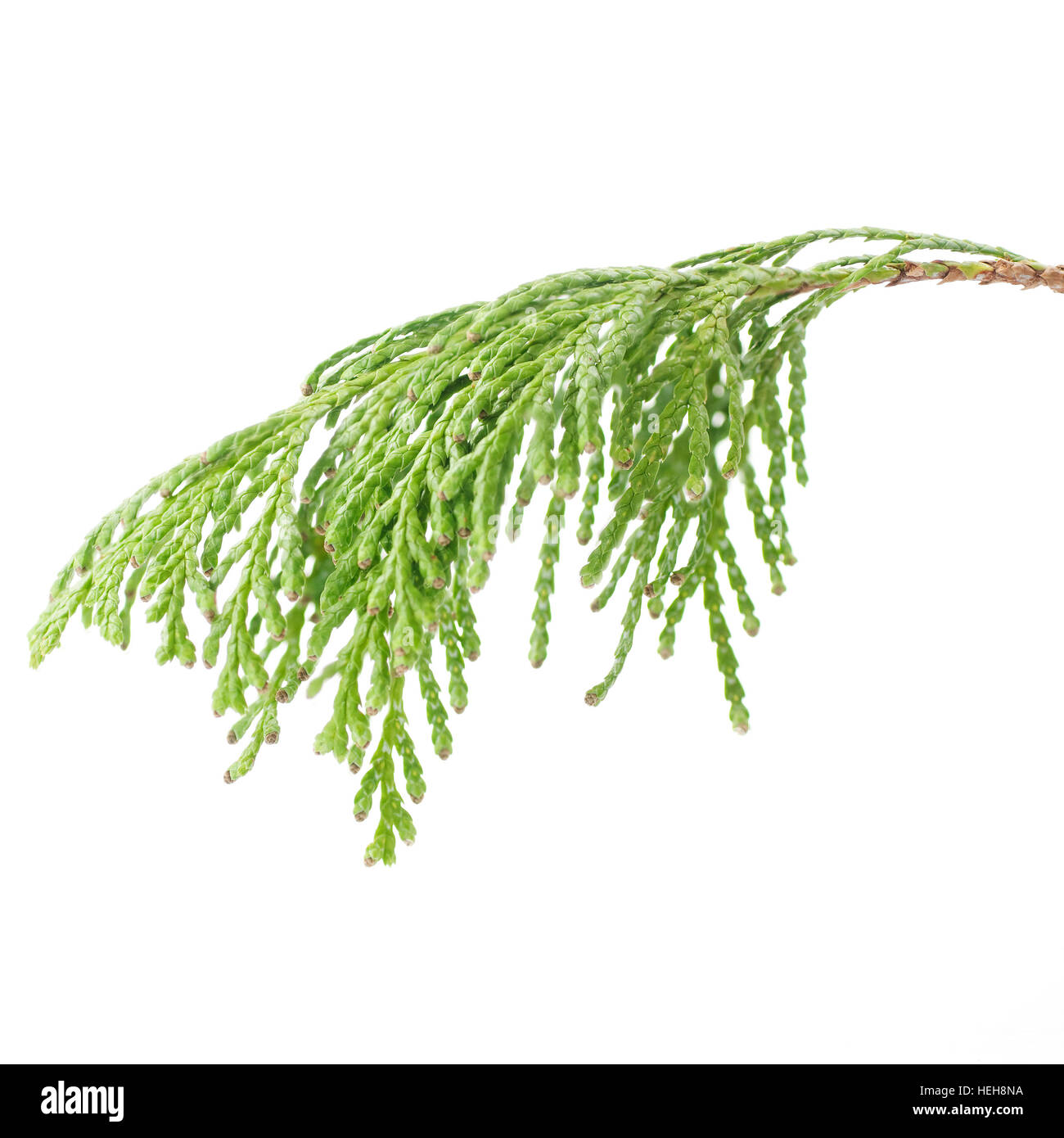 Cypress tree summer and winter hi-res stock photography and images - Alamy