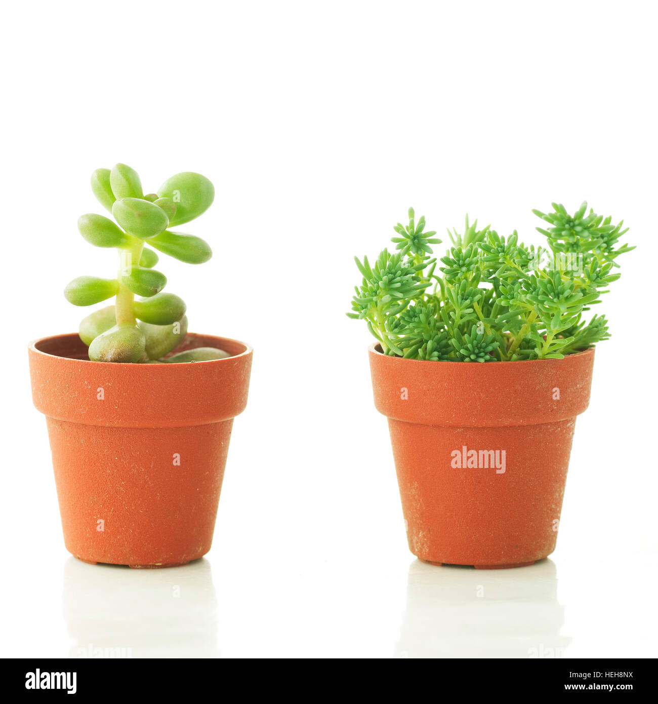 Fat plant flower Cut Out Stock Images & Pictures - Alamy