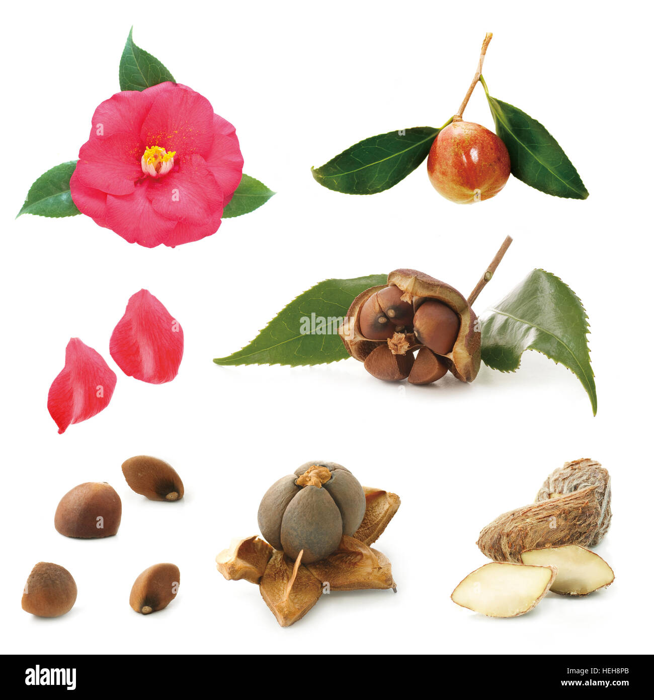 Camellia seed oil hi-res stock photography and images - Alamy