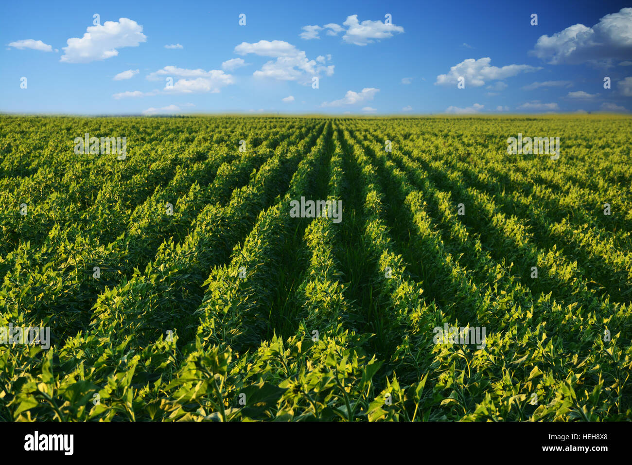 Landscape of colorful agricultural field with green plants rows Stock ...
