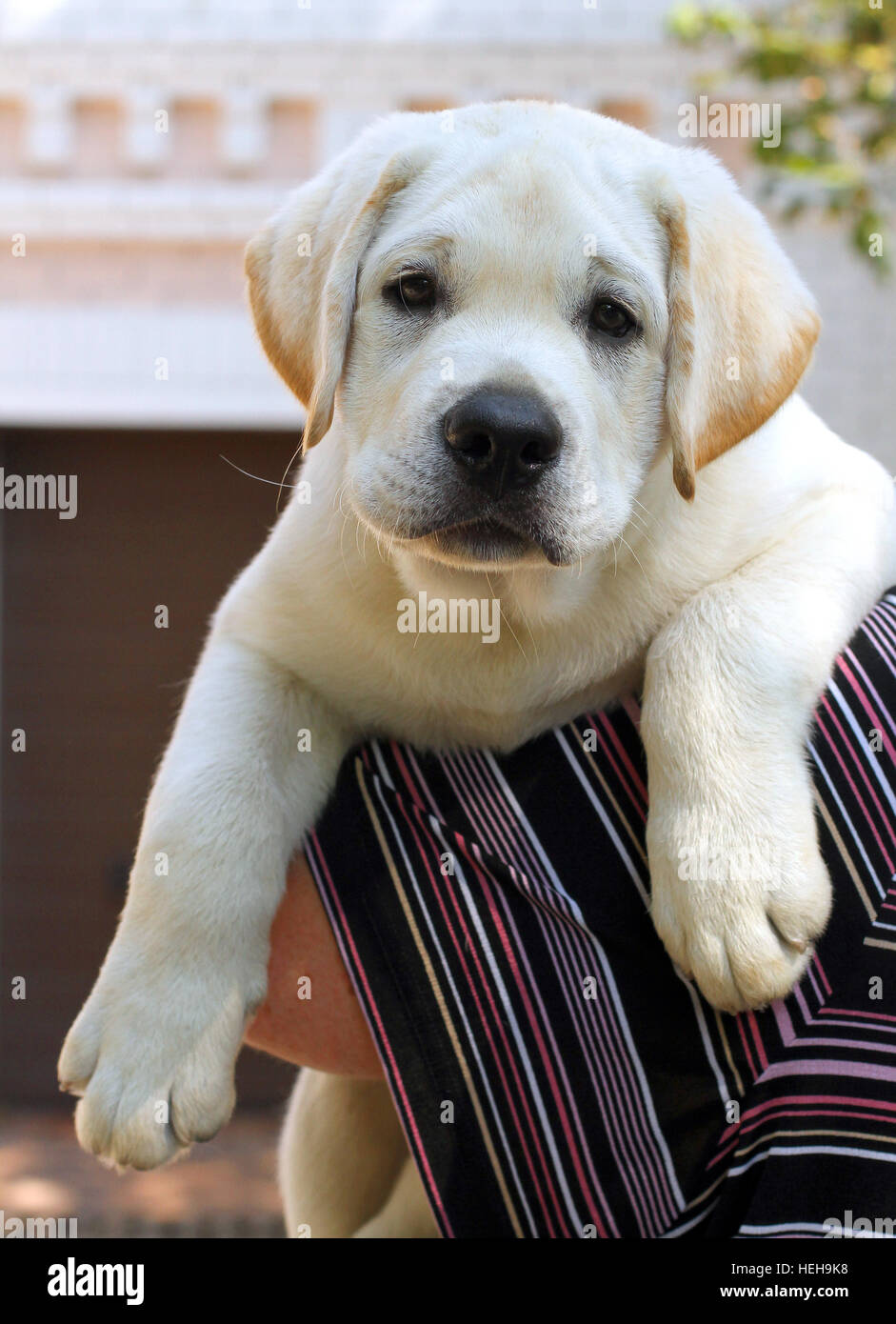 the little cute yellow labrador puppy a shoulder of a man Stock Photo ...