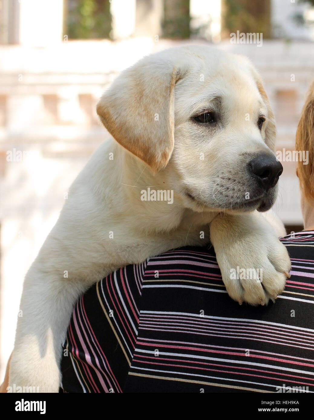 little cute yellow labrador puppy a shoulder of a man Stock Photo - Alamy