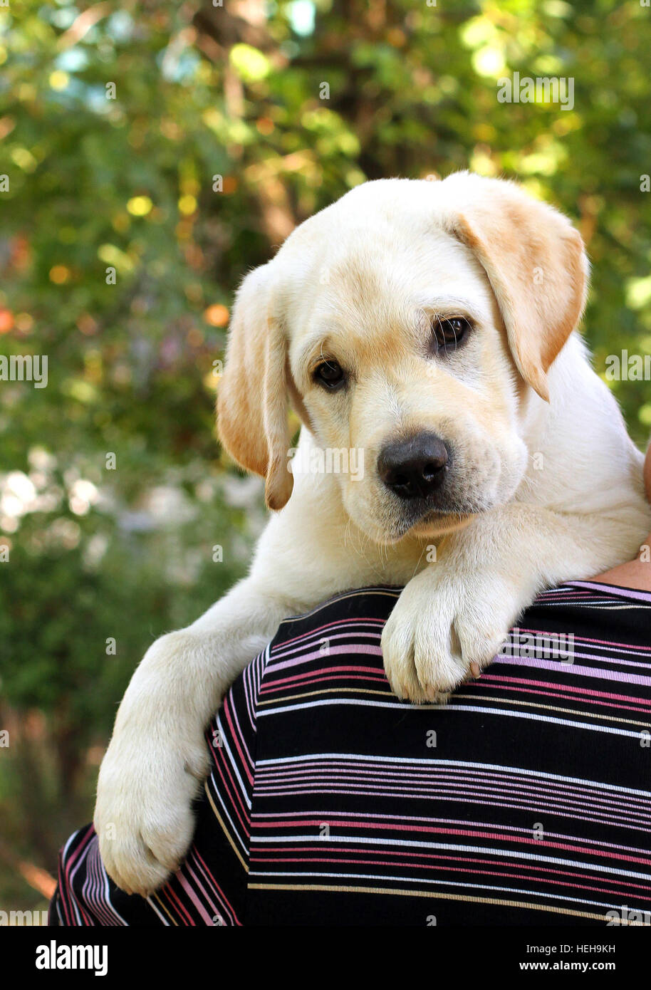 the little cute yellow labrador puppy a shoulder of a man portrait ...