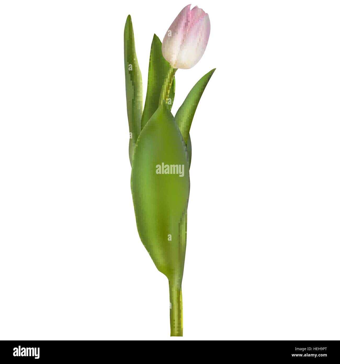 Beautiful realistic tulip isolated. EPS 10 Stock Vector Image & Art - Alamy