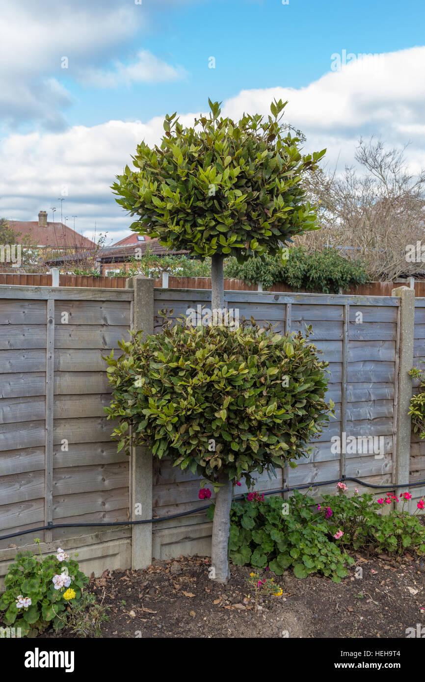 Tree shaped vertical garden hi-res stock photography and images - Alamy