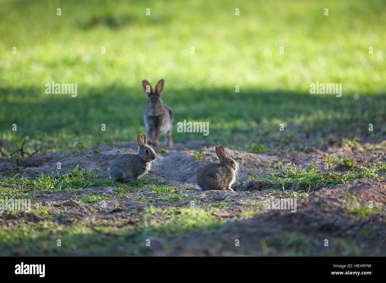 European Rabbit (Oryctolagus cuniculus). Doe returning to nest burrow ...