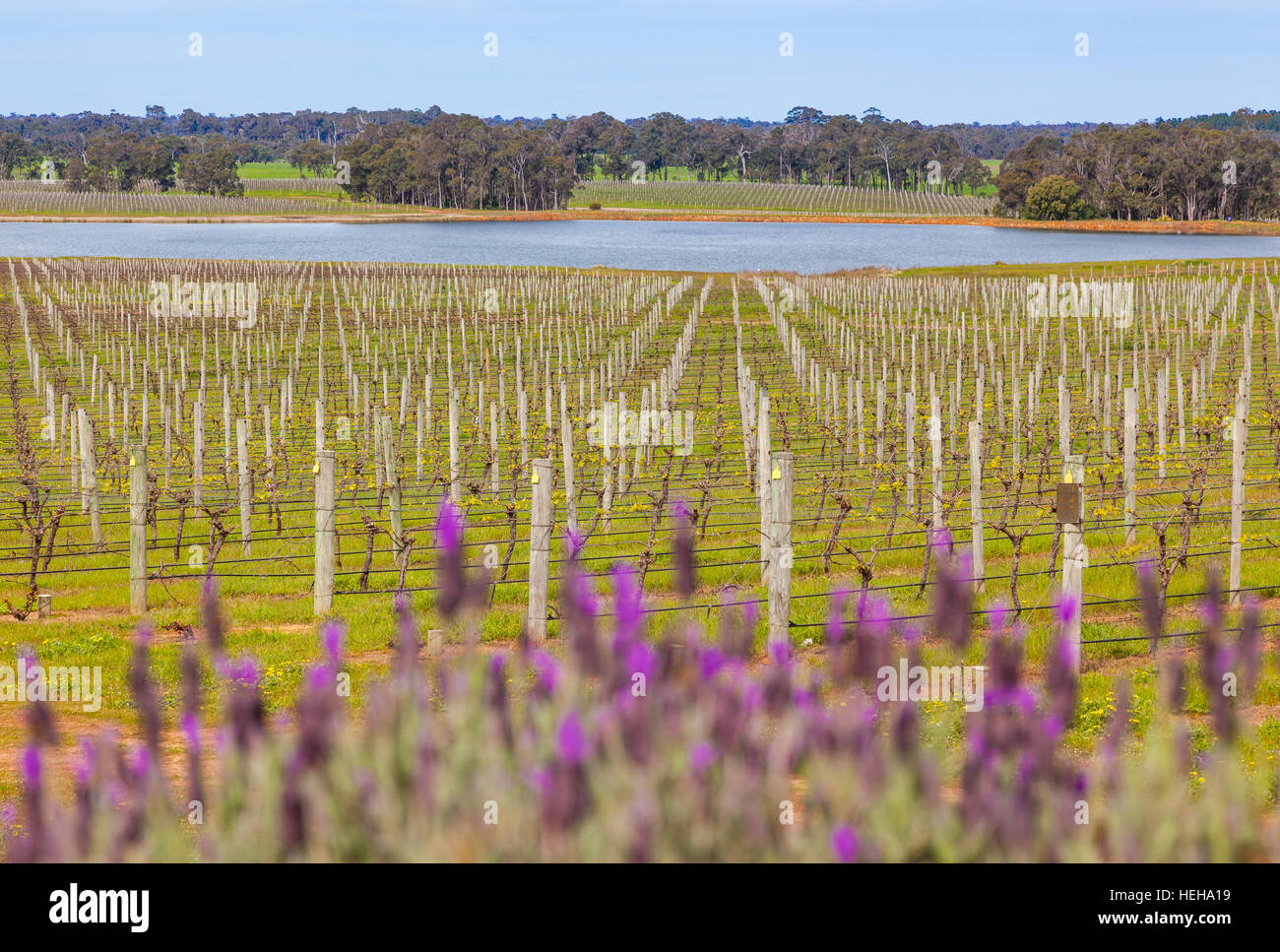 Vineyards in the Margaret River area of Western Australia Stock Photo ...