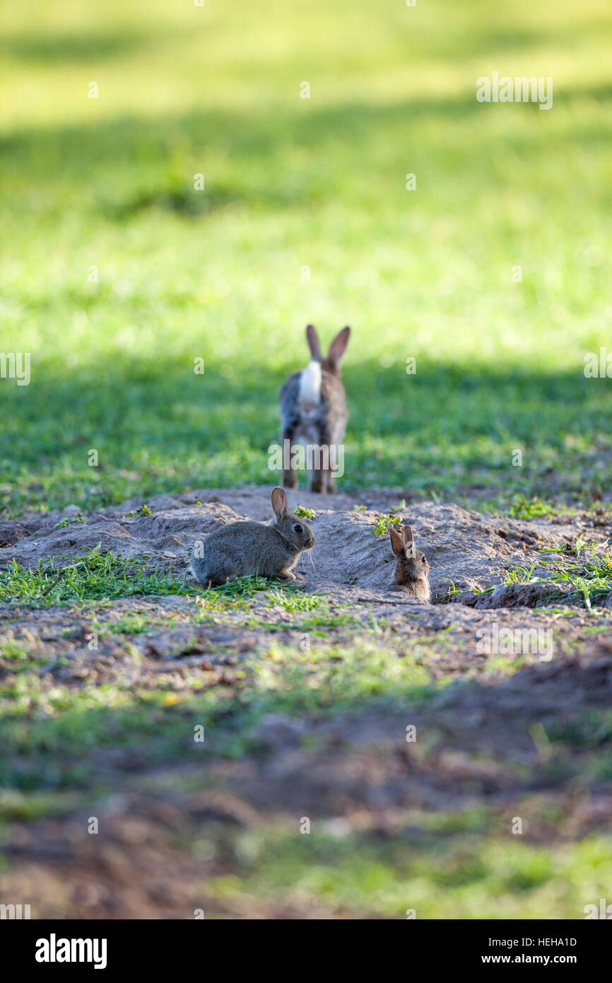 Rabbit oryctolagus cuniculus tail scut hi-res stock photography and ...