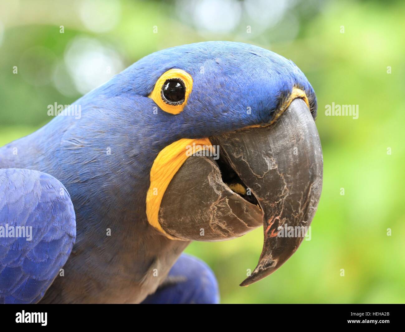 Blue Macaw, Parrot Stock Photo - Alamy