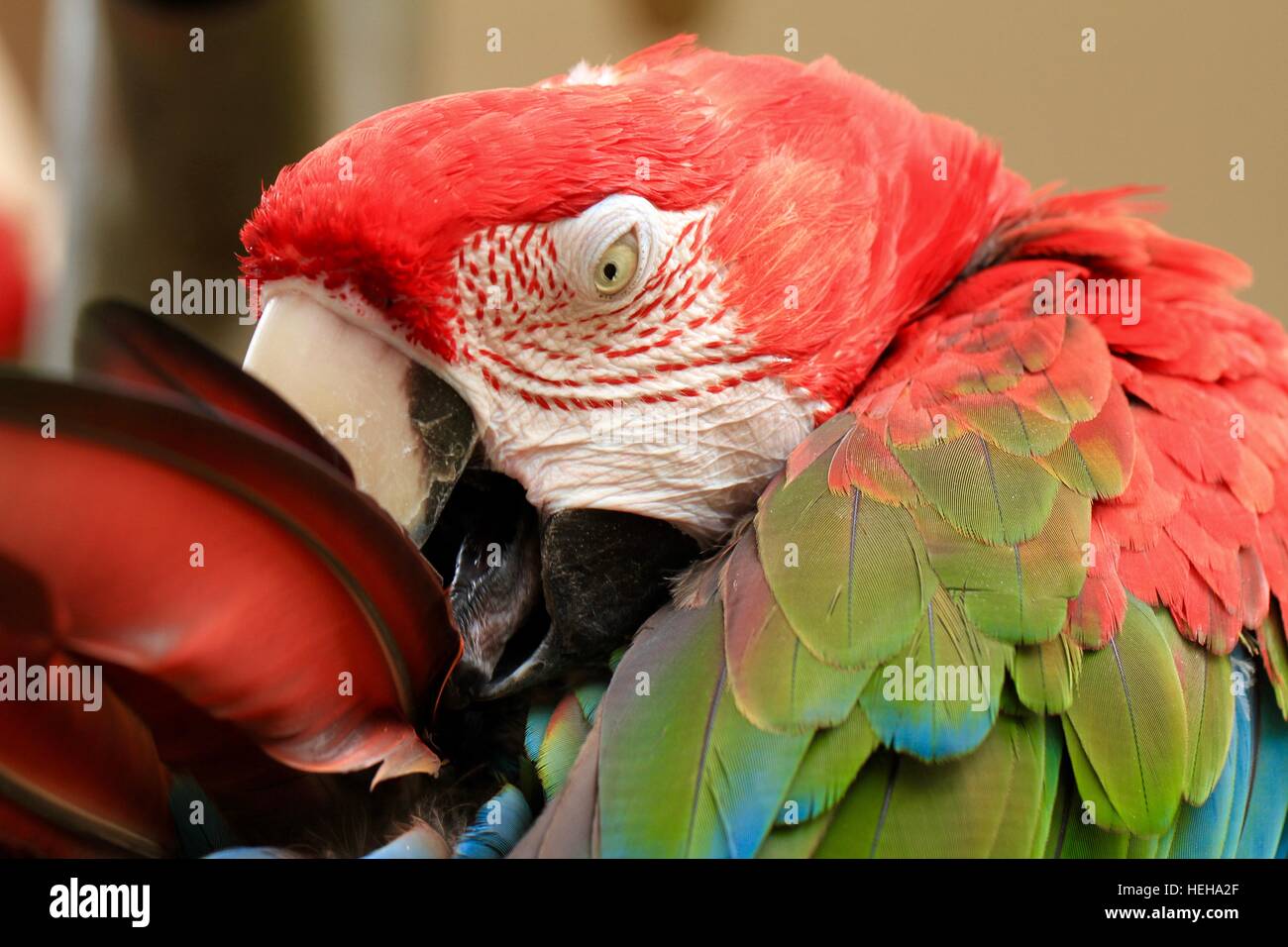 Rainbow Macaw, Parrot Stock Photo - Alamy