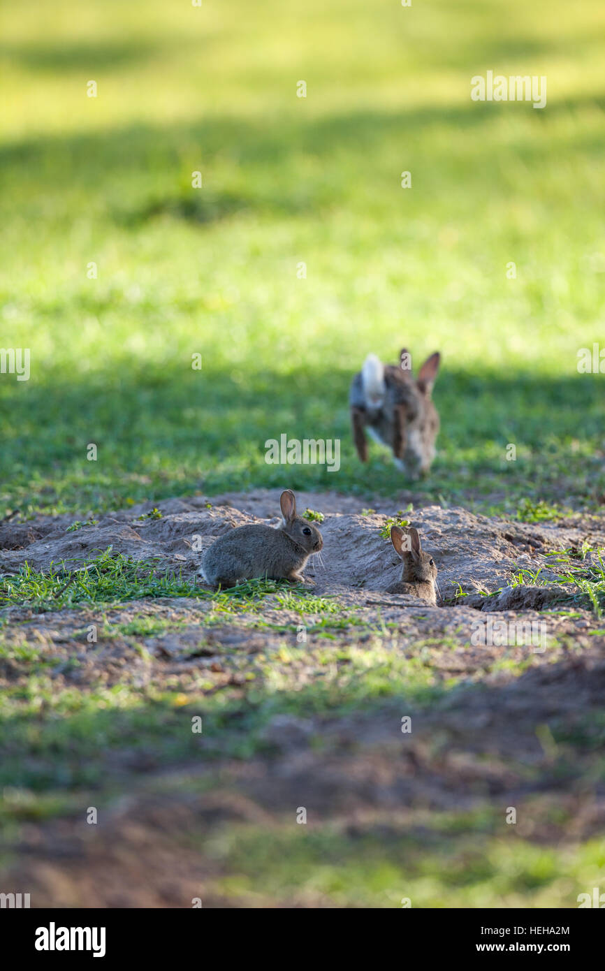 European Rabbits (Oryctolagus cuniculus). Emerging from nesting burrow ...