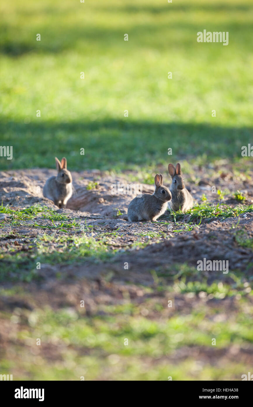 Juvenile European Rabbits (Oryctolagus cuniculus). Sitting outside nest ...