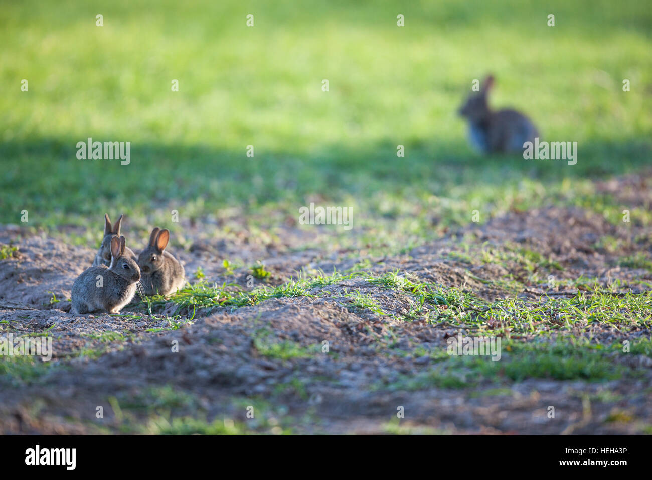 European Rabbit (Oryctolagus cuniculus). Three weaned young, relaxed ...