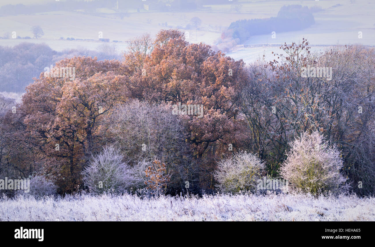 Winter woodland hi-res stock photography and images - Alamy