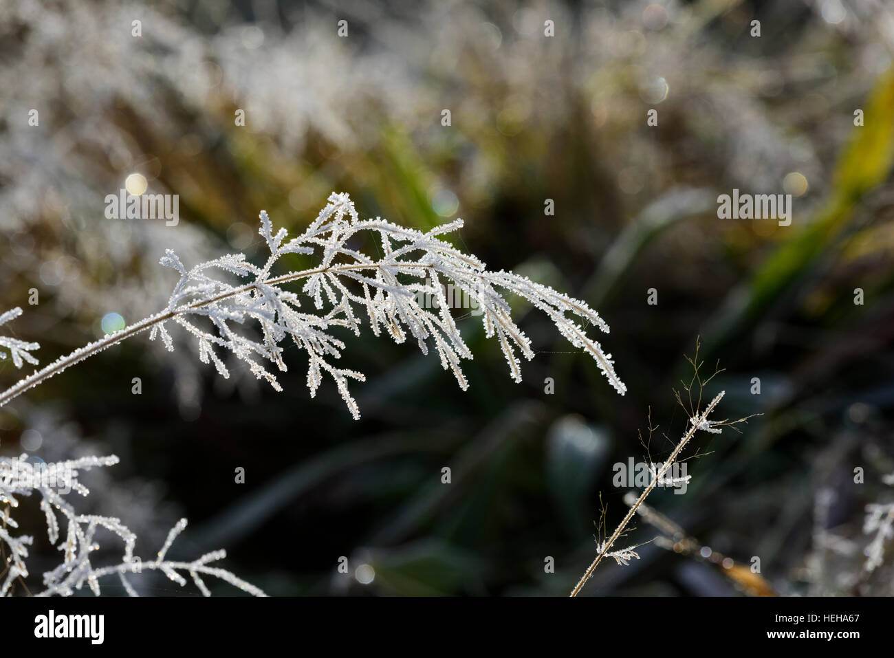 Hoar frost on grass Stock Photo - Alamy