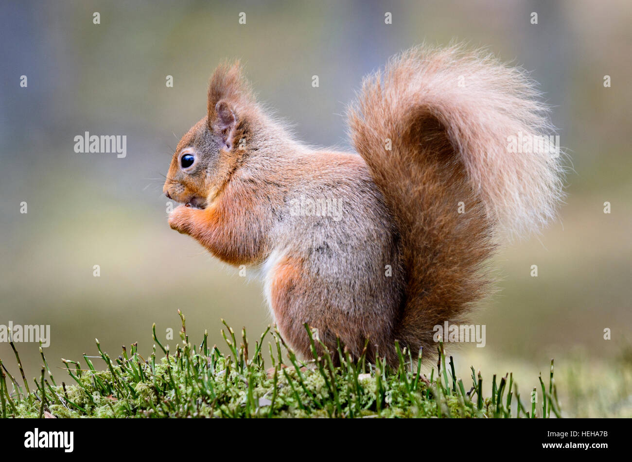 Scottish wildlife hi-res stock photography and images - Alamy