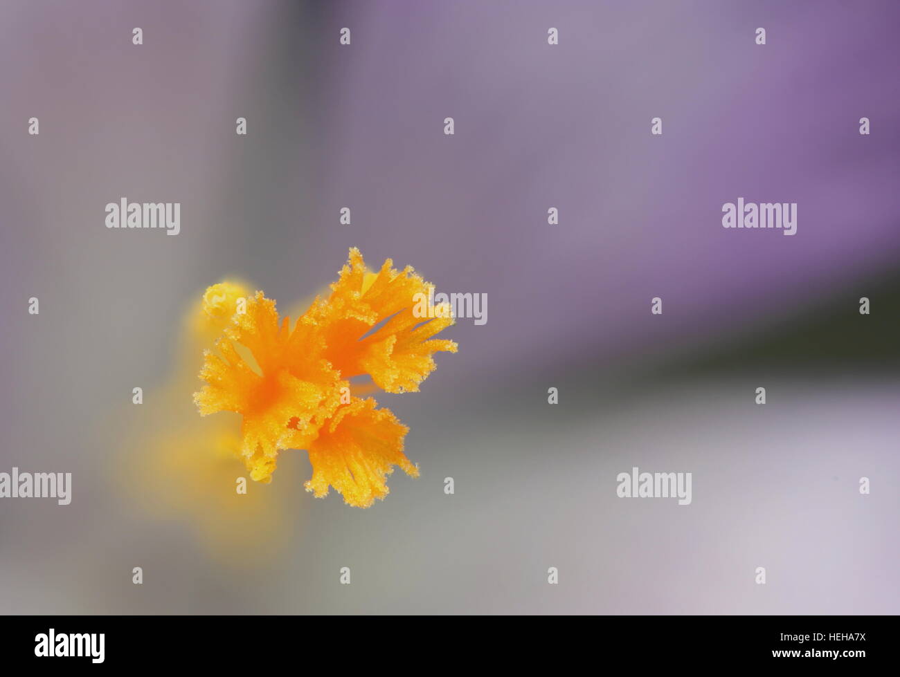 Crocus sativus: saffron crocus hi-res stock photography and images - Alamy