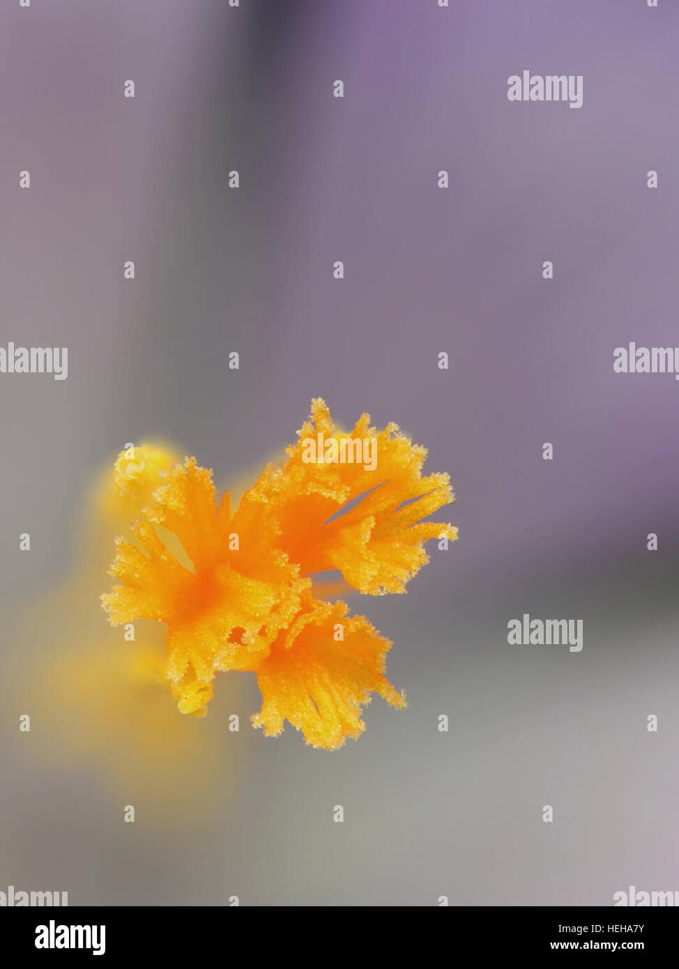 Microscope image of Saffron or Crocus sativus Stock Photo - Alamy